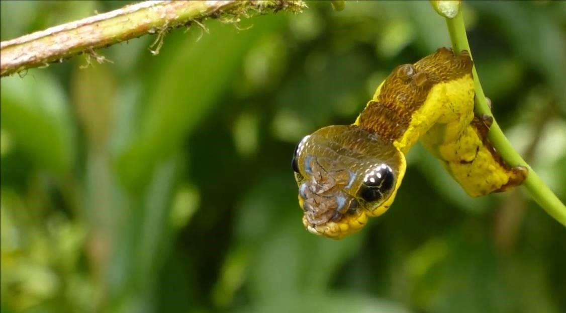 Evolutie op zijn best: Rups doet zich voor als een slang - DailyBase.com